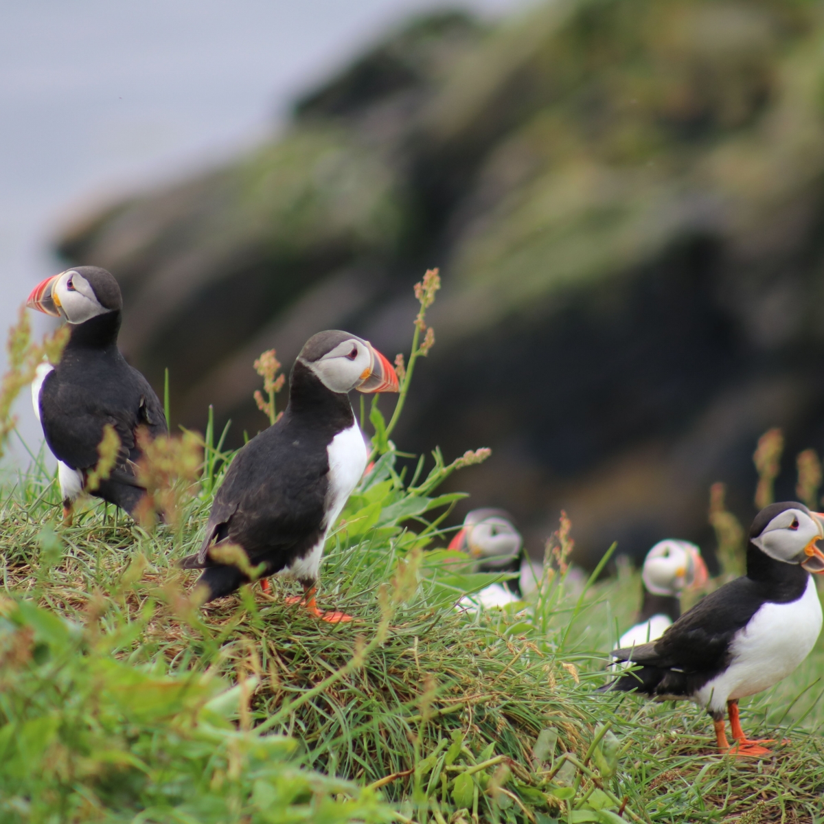 Reykjavik Puffin Watching Tour | ambassador.is